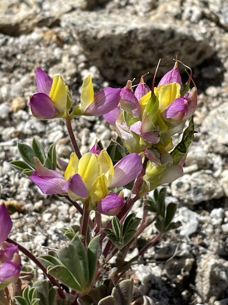 Harlequin Lupine from Tulare County, US-CA, US on May 11, 2021 at 03:08 ...
