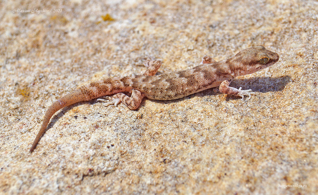 Kaspischer Even-fingered Gecko from Ахтубинский р-н, Астраханская обл ...