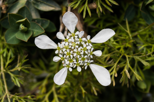 Southern Shepherd's-needle (Scandix australis) · iNaturalist