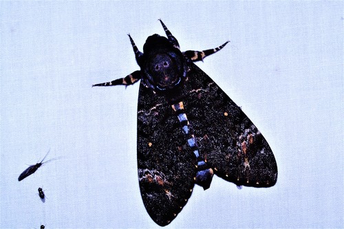 Subspecies Acherontia styx medusa · iNaturalist