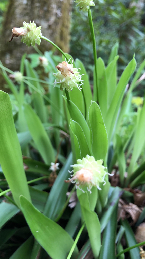 Fraser's Sedge in May 2021 by feralauren · iNaturalist