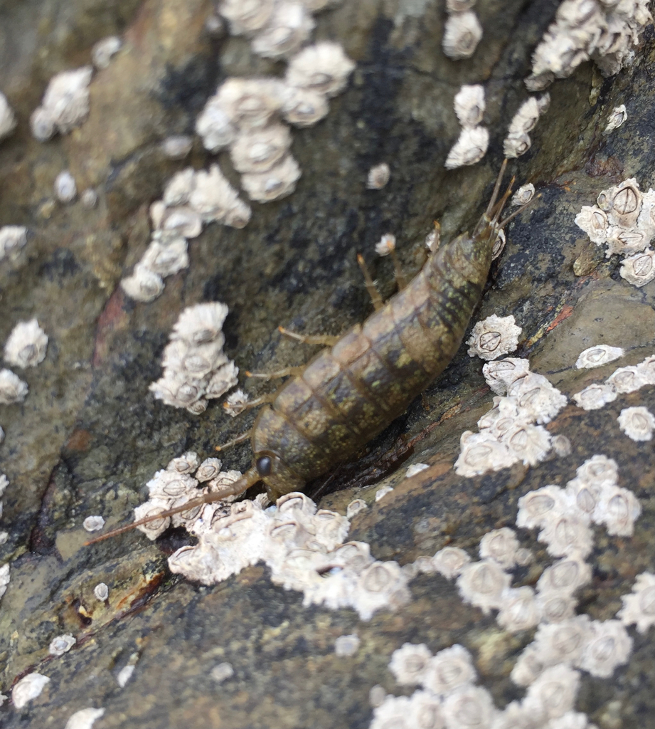 Common Sea Slater from Brest on May 14, 2021 at 02:55 PM by ...