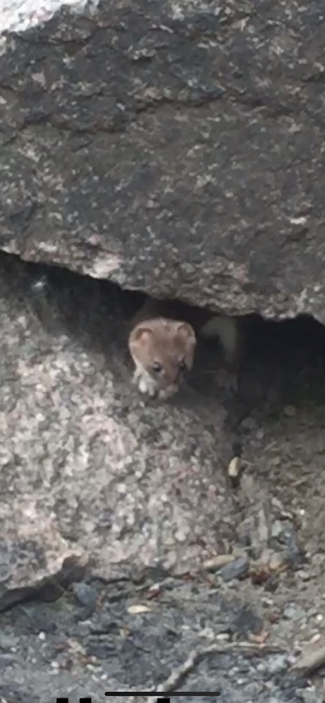 Short-tailed Weasel from Quarry Park and Nature Preserve, Waite Park ...