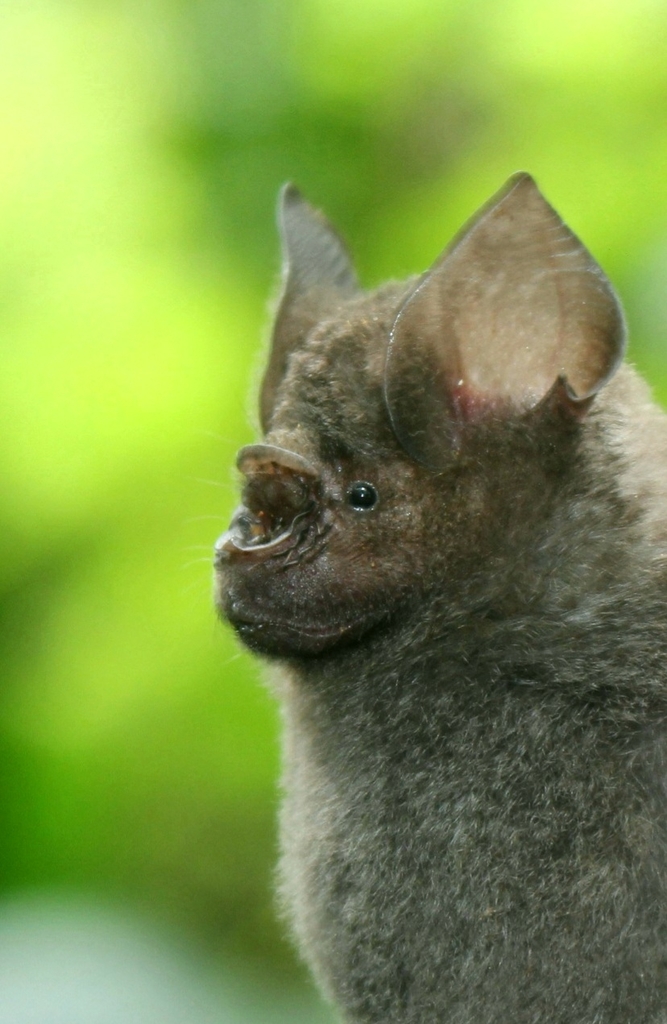 Schneider's roundleaf bat from Hapitigama on January 17, 2021 at 11:17 ...