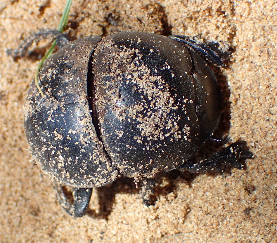 Cape Flightless Dung Beetle from South Cape DC, South Africa on ...