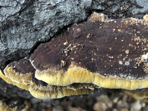 Mustard Yellow Polypore (Phellinus gilvus) · iNaturalist