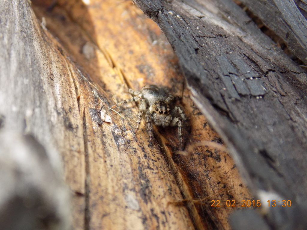 Typical Jumping Spiders from Cundinamarca, Colombia on February 22 ...