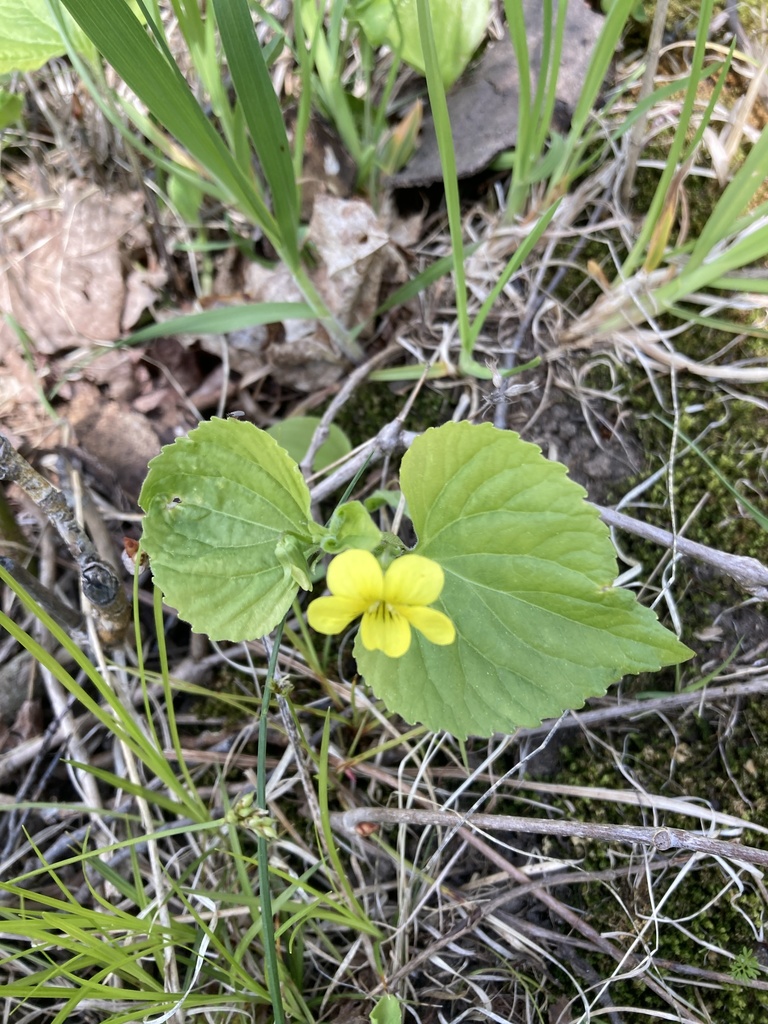 Smooth Yellow Violet from Mono, ON, CA on May 14, 2021 at 02:16 PM by ...