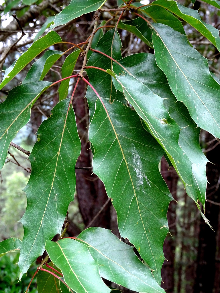 Quercus cupreata in May 2021 by Lex García · iNaturalist