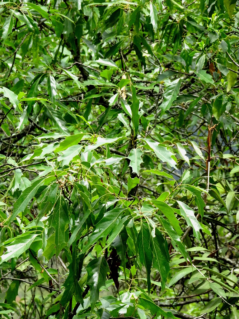 Chisos Oak in May 2021 by Lex García · iNaturalist