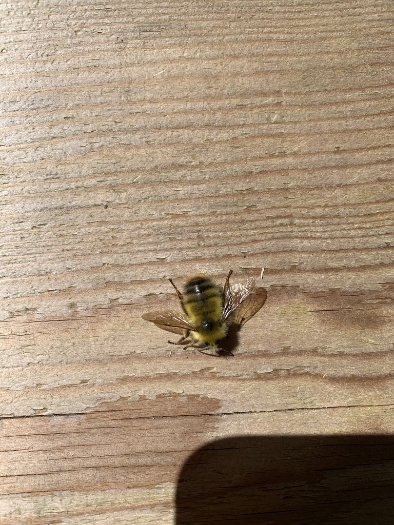 Sitka Bumble Bee (Capilano Suspension Bridge Park) · iNaturalist