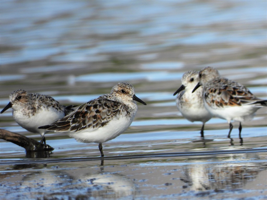 Playero blanco desde León, Gto., México el 14 de mayo de 2021 a las 06: ...