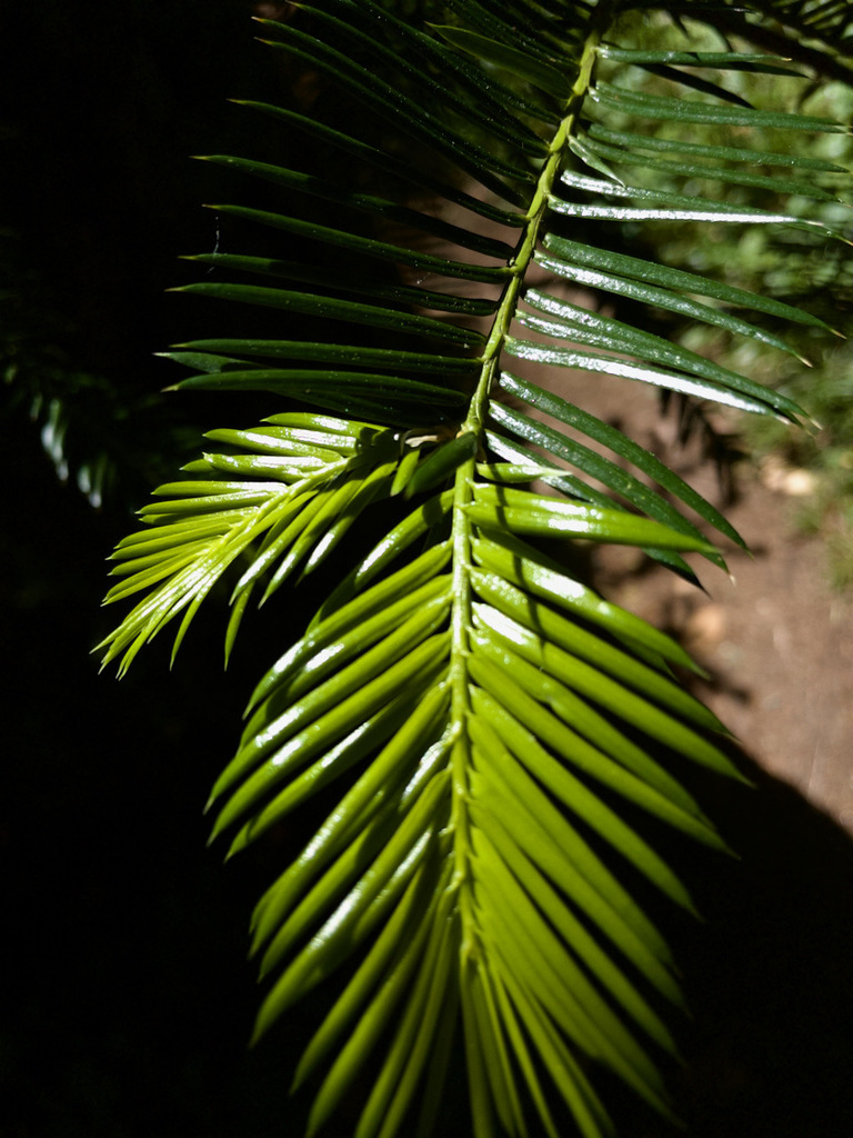 California torreya from Forest Knolls, CA, USA on May 14, 2021 at 10:25 ...