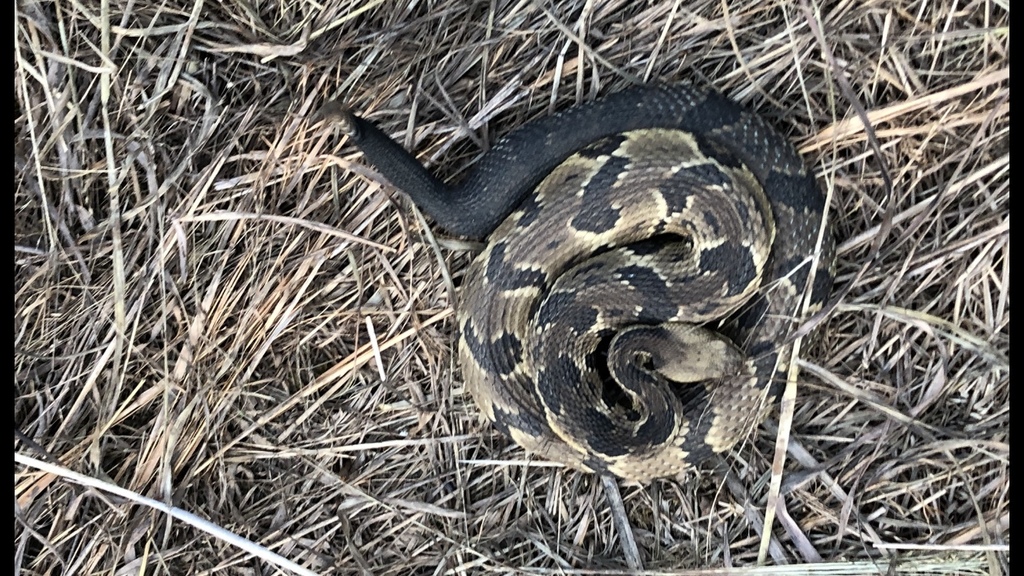 Timber Rattlesnake in May 2021 by Yuming Zou. My Lifer. · iNaturalist