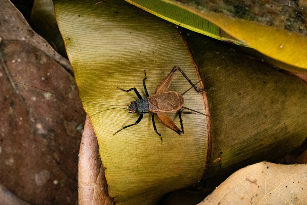 Spider Crickets and Allies from Puerto Vallarta, Jal., México on May 13 ...