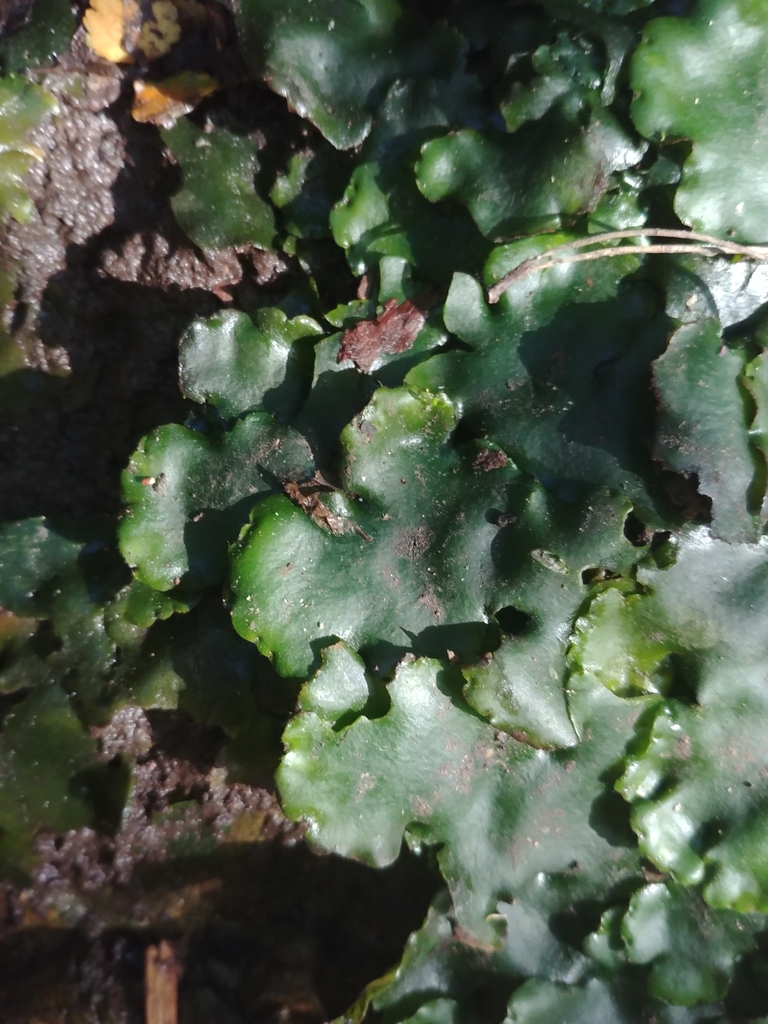 Monoclea forsteri from Kelburn, Wellington, New Zealand on May 15, 2021 ...