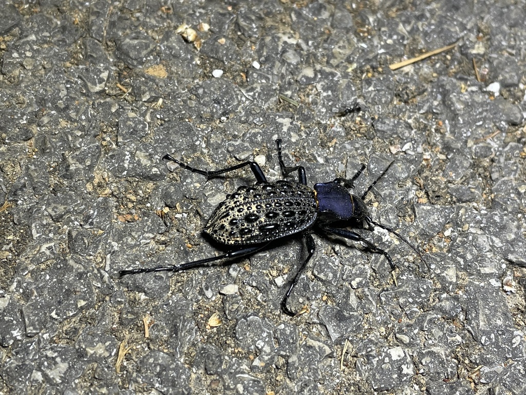 Carabus pustulifer from 官渡区, 昆明市, 云南省, CN on May 14, 2021 at 09:23 PM ...