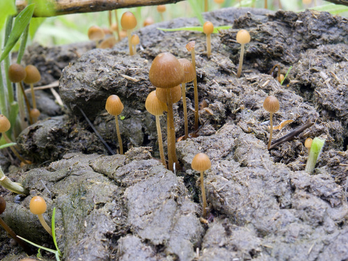 Conocybe magnispora · iNaturalist