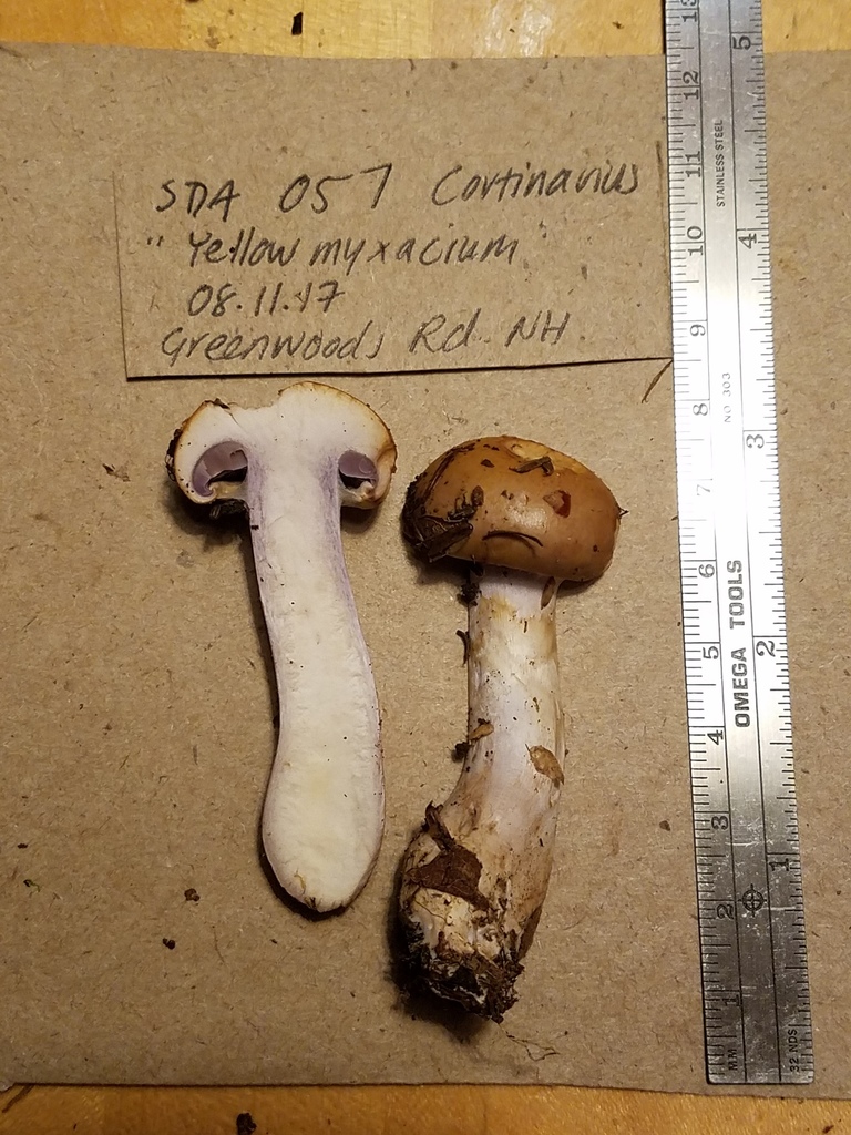 Webcaps from Royalston, MA, USA on August 12, 2017 at 08:16 PM by ...