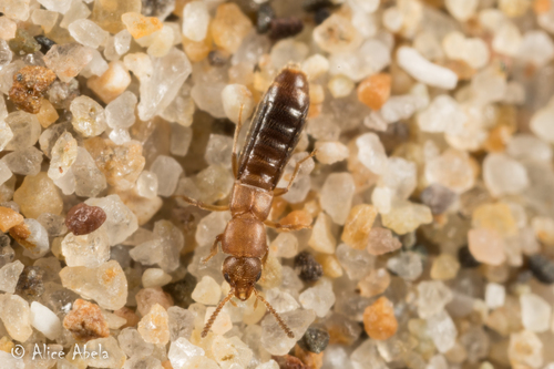 Thinusa fletcheri · iNaturalist