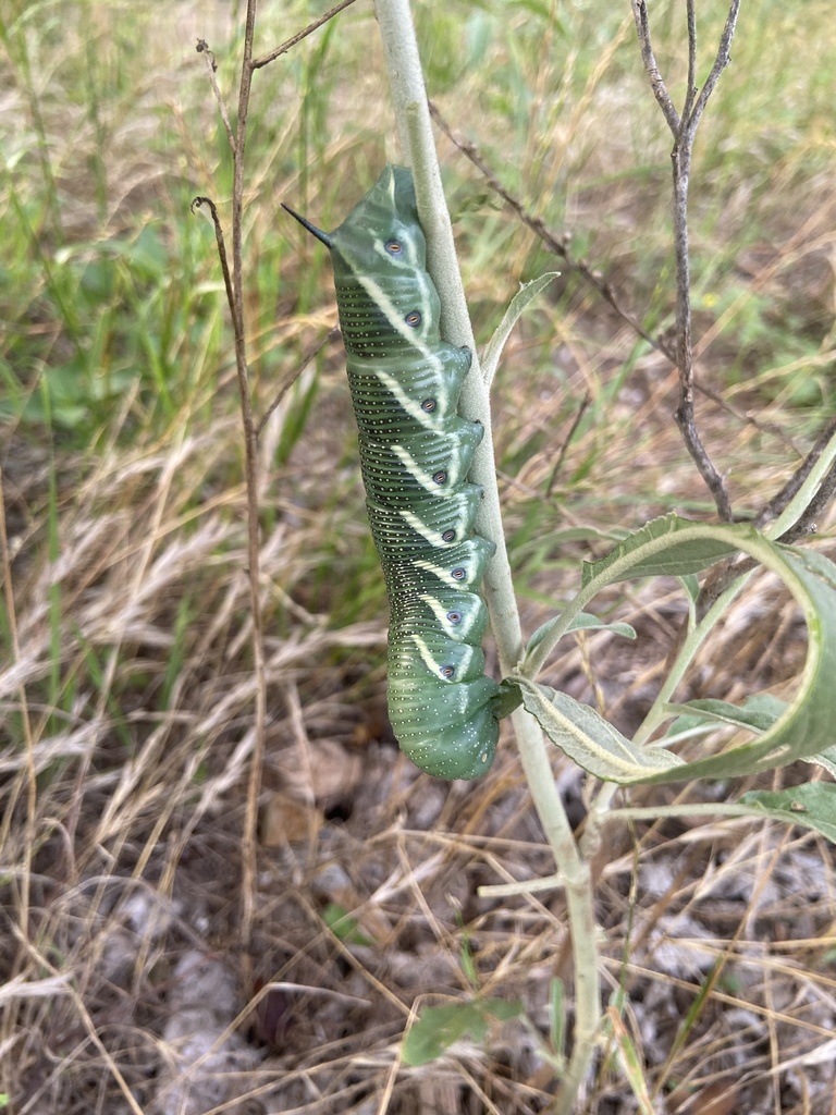 Five-spotted Hawk Moth from New Braunfels, TX, US on May 15, 2021 at 07 ...