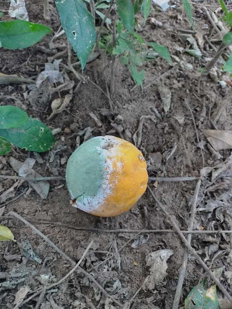citrus green mold from Nova Palma - RS, Brasil on May 14, 2021 at 05:45 ...