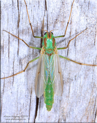 Genus Axarus · iNaturalist Canada