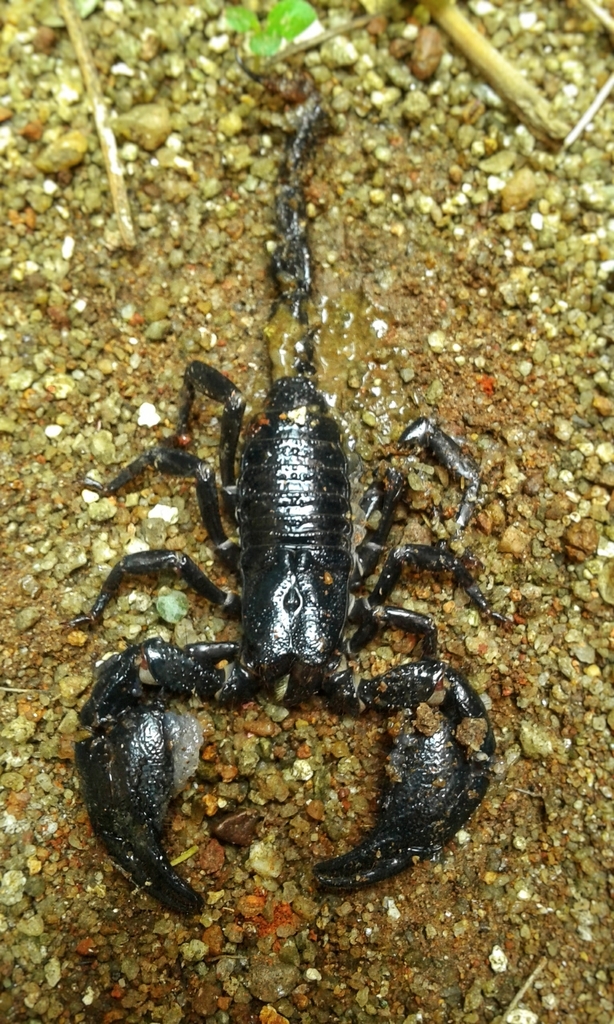 Giant Forest Scorpion from Valakom on October 06, 2020 at 10:18 AM by ...