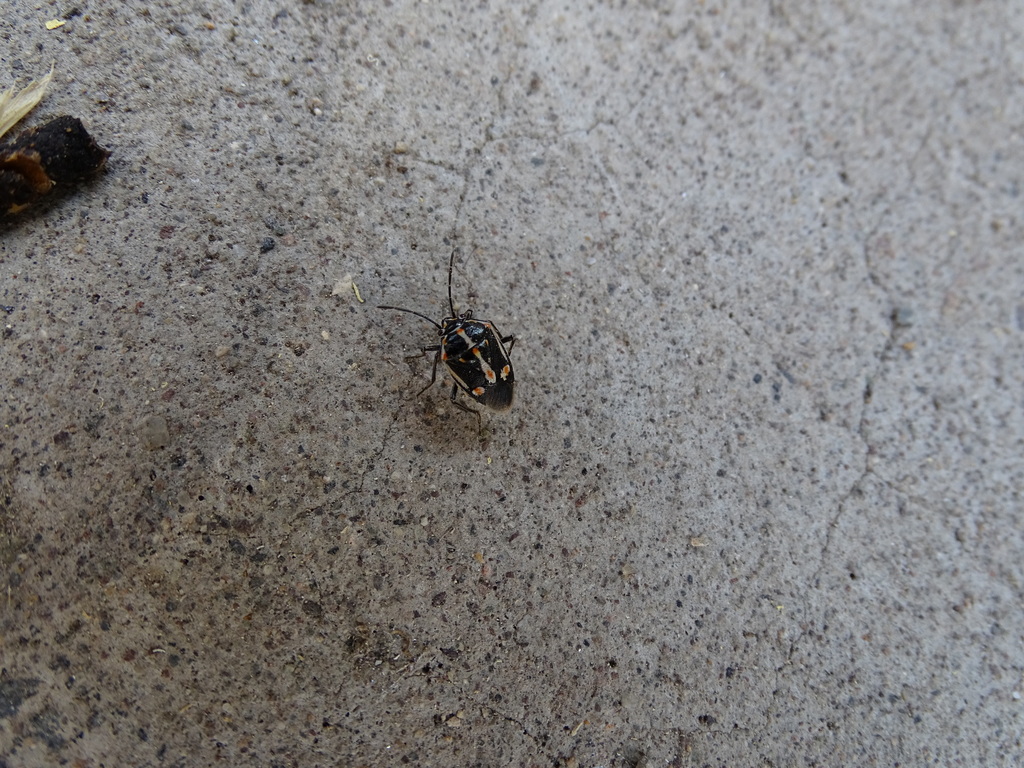Bagrada Bug from Las Condes, Región Metropolitana, Chile on May 09 ...