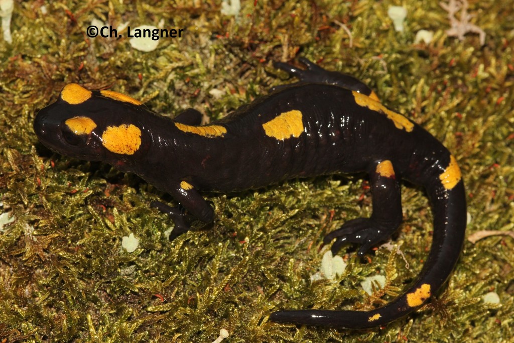 African Fire Salamander