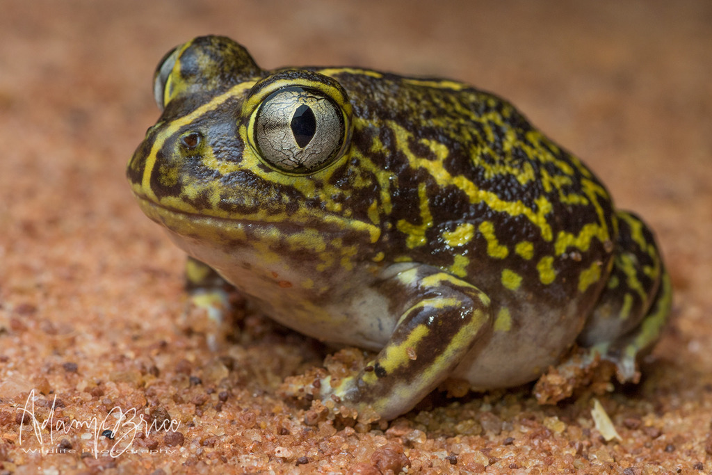 Northern Trilling Frog from Port Hedland WA, Australia on January 16 ...