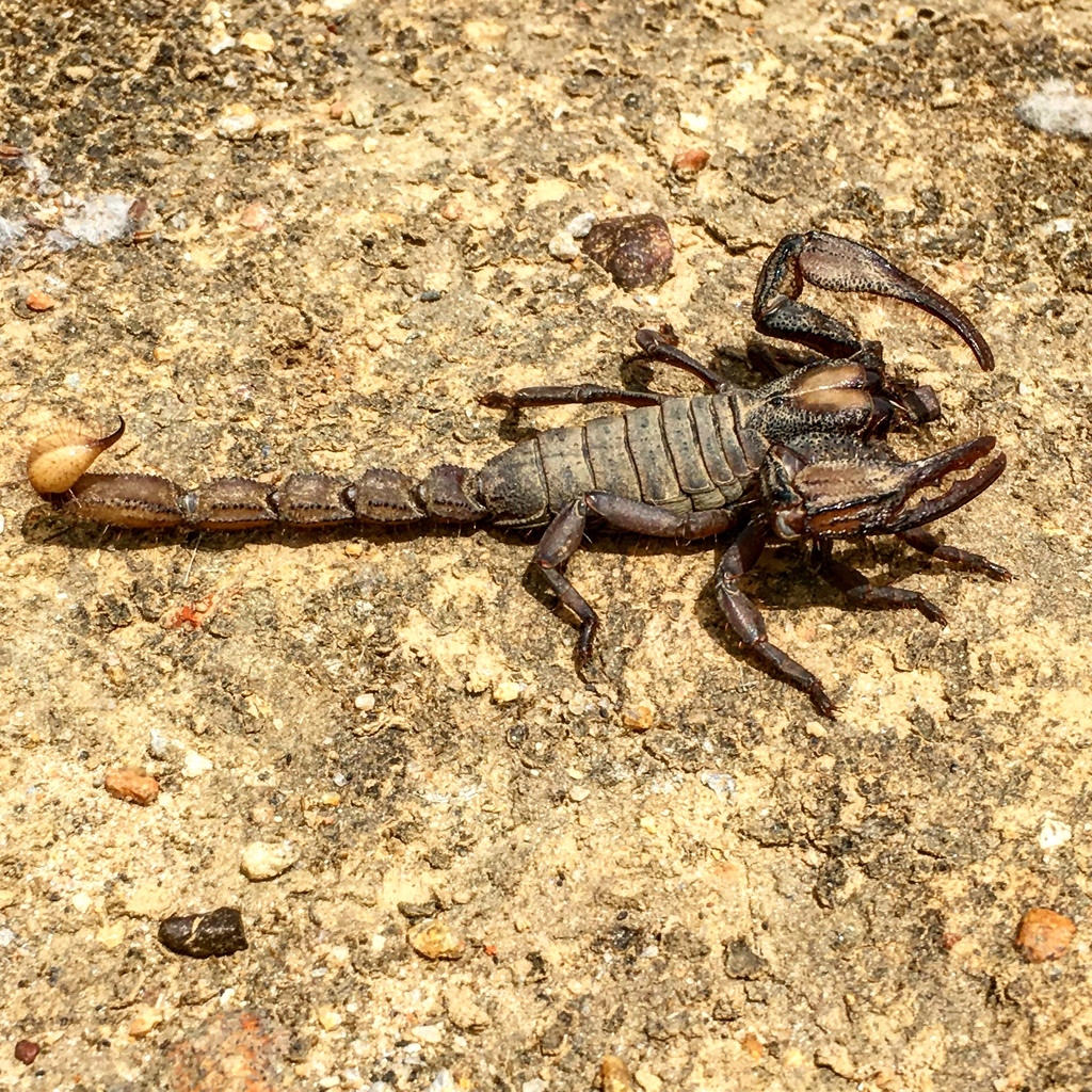 Opistophthalmus fossor from Paarl Rock Drive, Paarl, WC, ZA on December ...