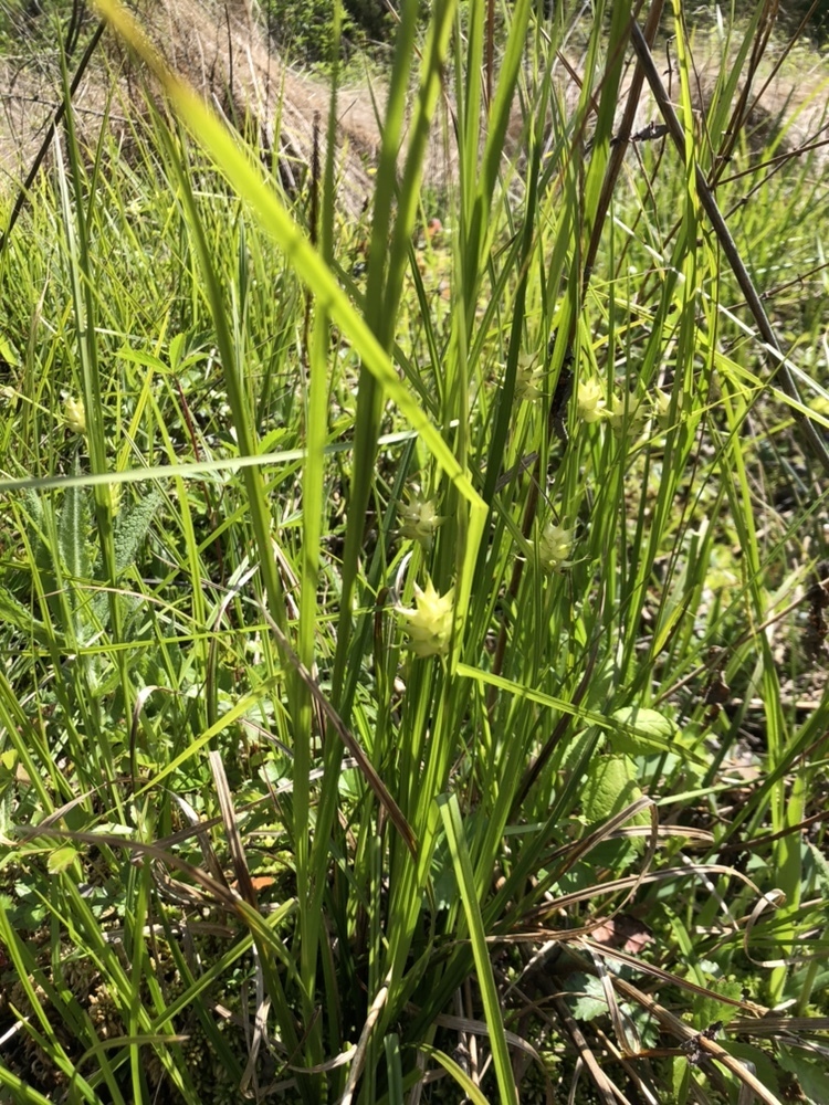 bladder sedge in May 2021 by Brittney Georgic · iNaturalist