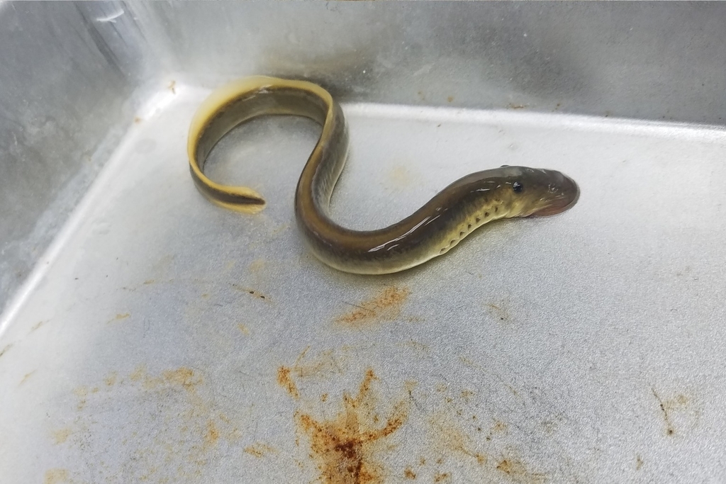 Silver Lamprey from Warren Township, MO, USA on March 26, 2021 at 03:06 ...