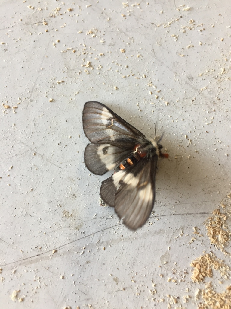 Texas Buck Moth from Ravenswood Rd, Granbury, TX, US on November 13 ...