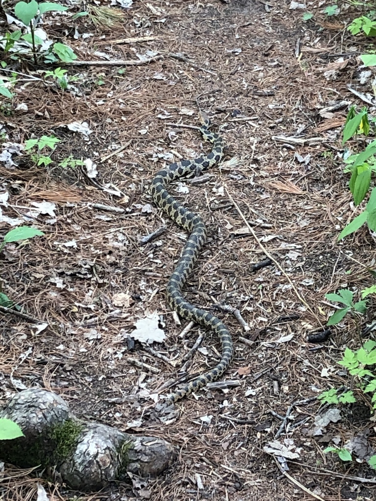 North American Ratsnakes from Standing Cedars Community Land, Osceola ...
