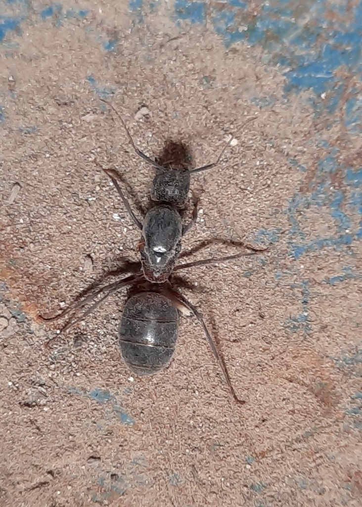 Bicolored Carpenter Ant in May 2021 by fish4evr. Working in the garden ...