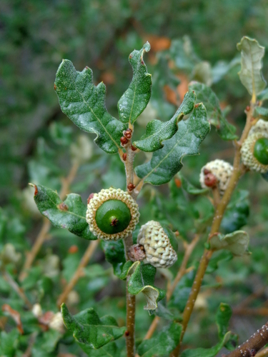 Encino enano (Quercus intricata)
