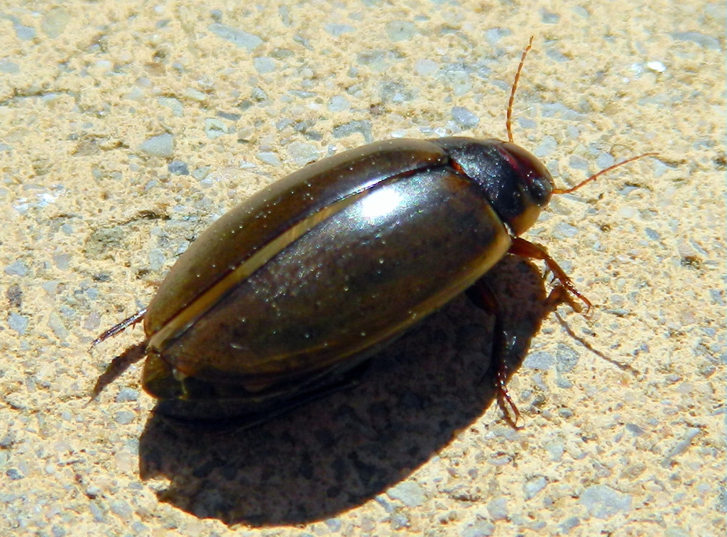 large-grooved diving beetle from Cádiz, España on May 11, 2021 at 07:10 ...