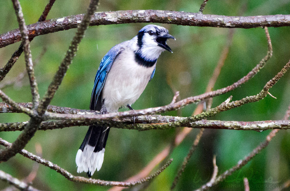 Blue Jay from Athens, GA, USA on May 16, 2018 at 01:27 PM by William ...