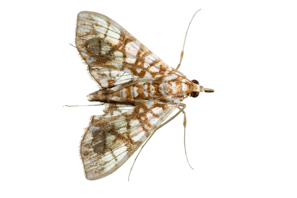 Variegated Pearl from stream cube + trail X/F on May 31, 2016 by Seneca ...