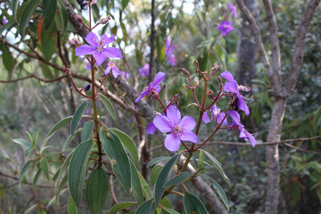 Glory Bush Tree from Parque Nacional de Brasília, Brasília, DF, BR on ...