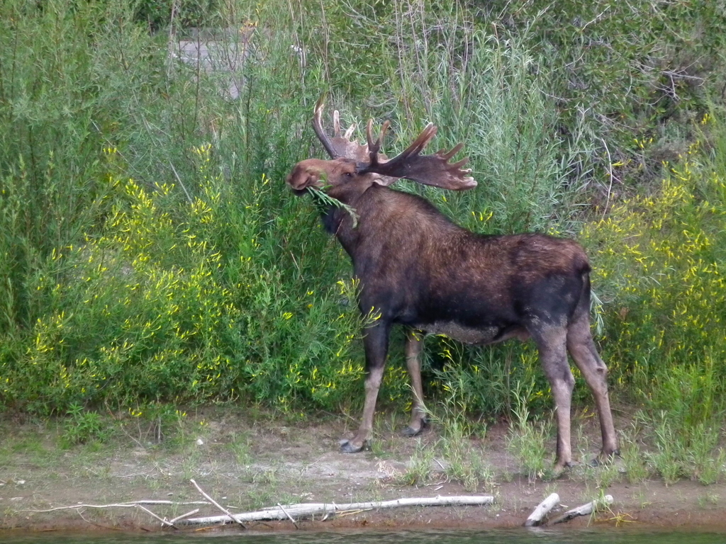 Moose from Teton County, WY, USA on August 15, 2014 at 01:05 AM by ...