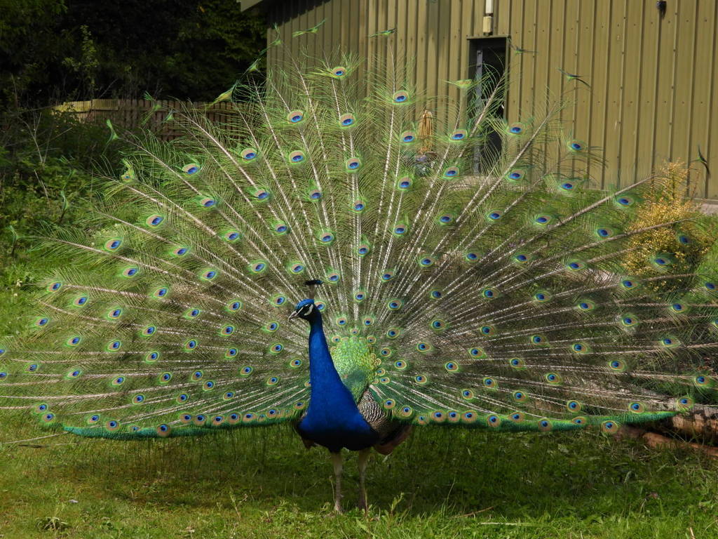 Indian Peafowl from Foaty, Co. Cork, Ireland on May 16, 2021 at 11:32 ...