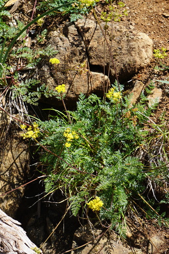 Variedad Cymopterus terebinthinus californicus · iNaturalist Mexico
