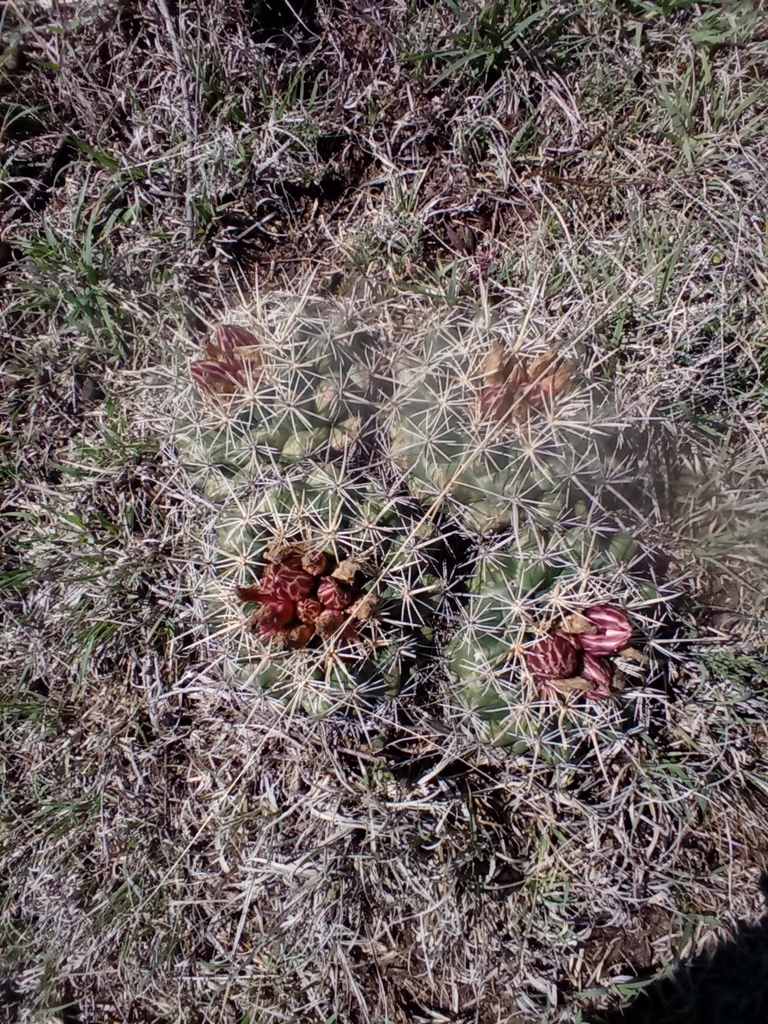 Coryphantha ottonis from Aculco, Méx., México on May 16, 2021 at 11:14 ...