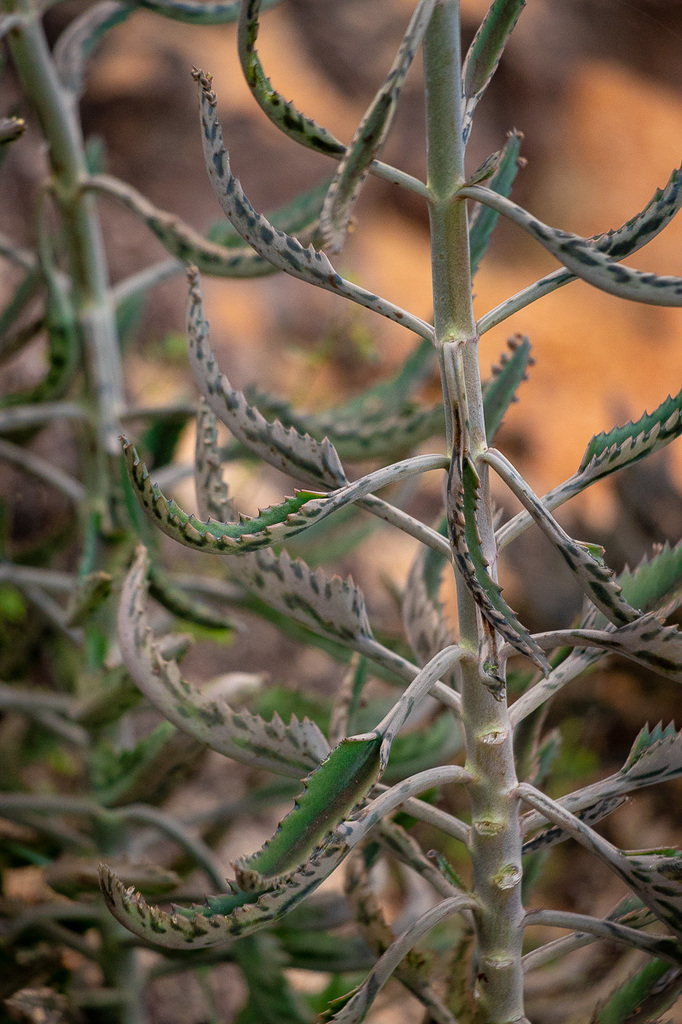 Alligator Plant from Cassilândia - MS, 79540-000, Brasil on May 09 ...