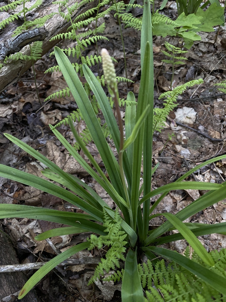 fly poison in May 2021 by Russ Johnson · iNaturalist
