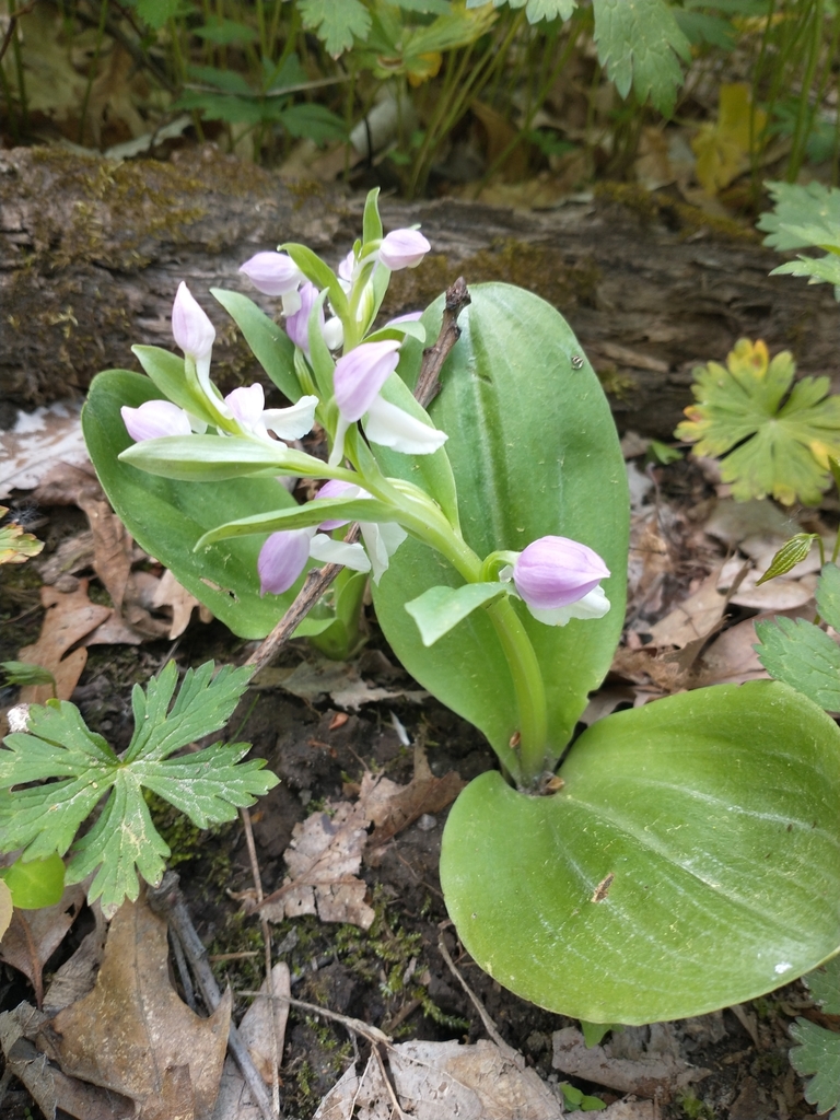 showy orchis from Merrimac, WI 53561, USA on May 16, 2021 at 03:47 PM ...