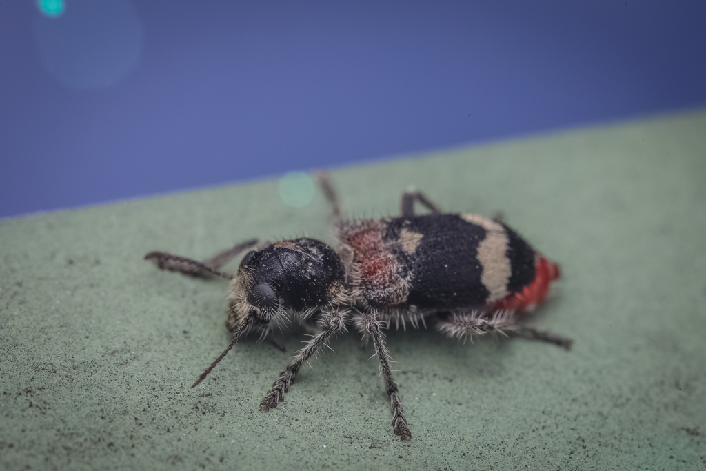 Clerus mutillarius from Wien, Wien, Austria on May 11, 2021 at 03:49 PM ...